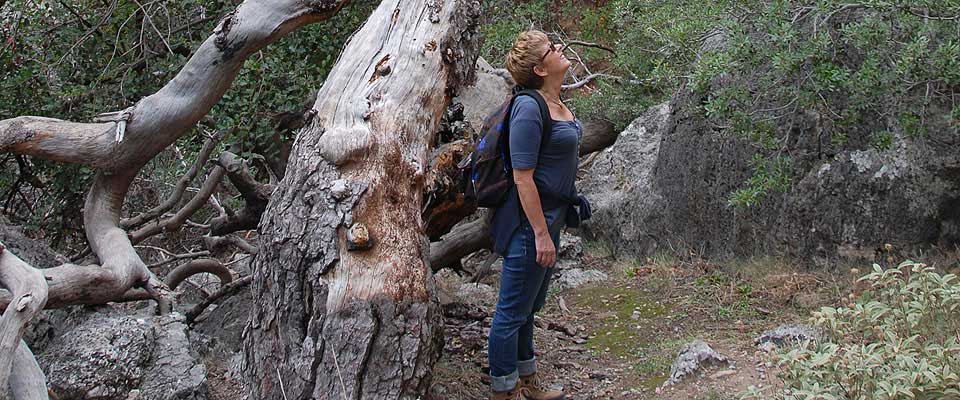 Wanderung durch die Lyssos Schlucht
