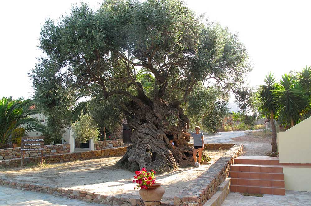 The oldest olive tree in Crete in Vouves with a small museum